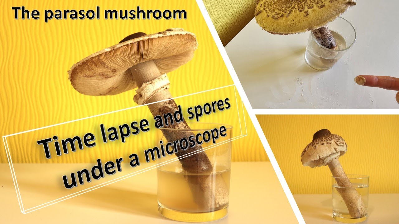 Experiment in Biology: The Parasol Mushroom - YouTube