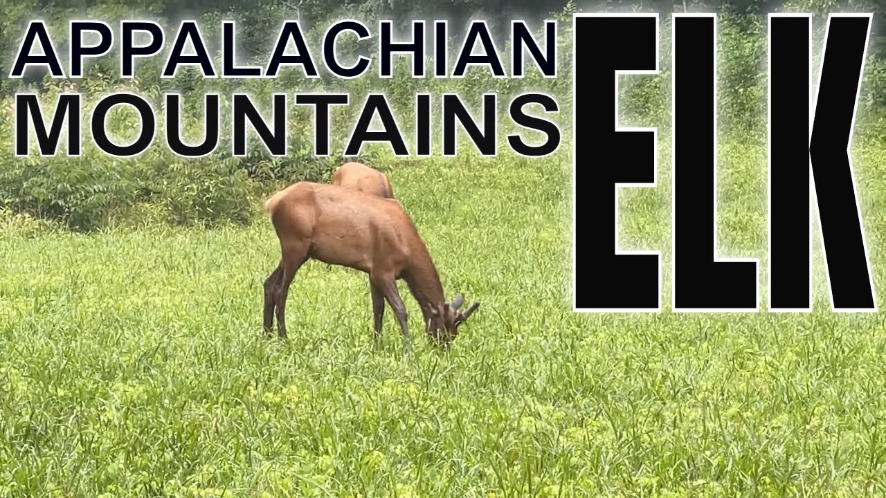 Discover These Mind-blowing Elk Facts In The Southern Appalachian ...