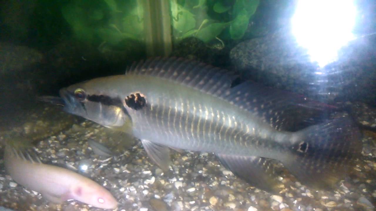 Jacunda se alimentando - YouTube