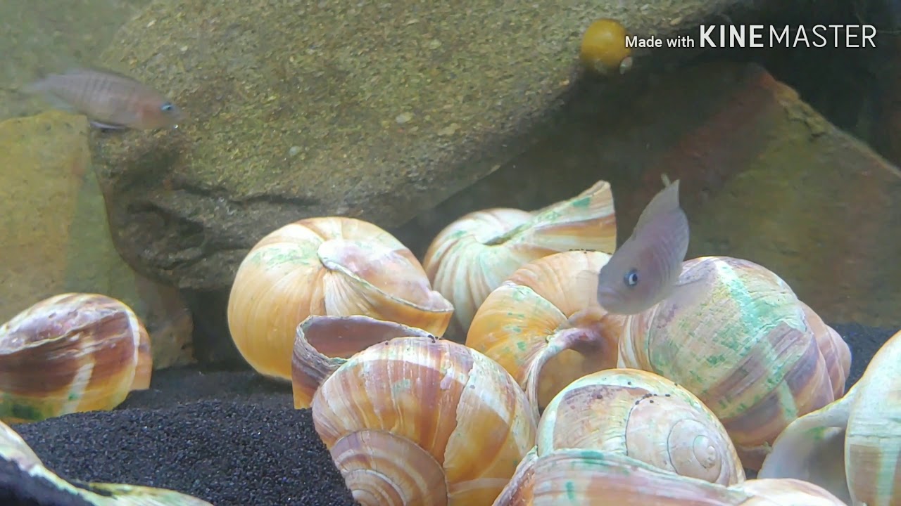 Fish that live in shells - YouTube