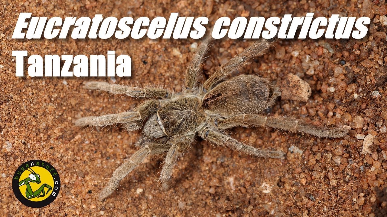 RARE TARANTULA Tanzania - YouTube