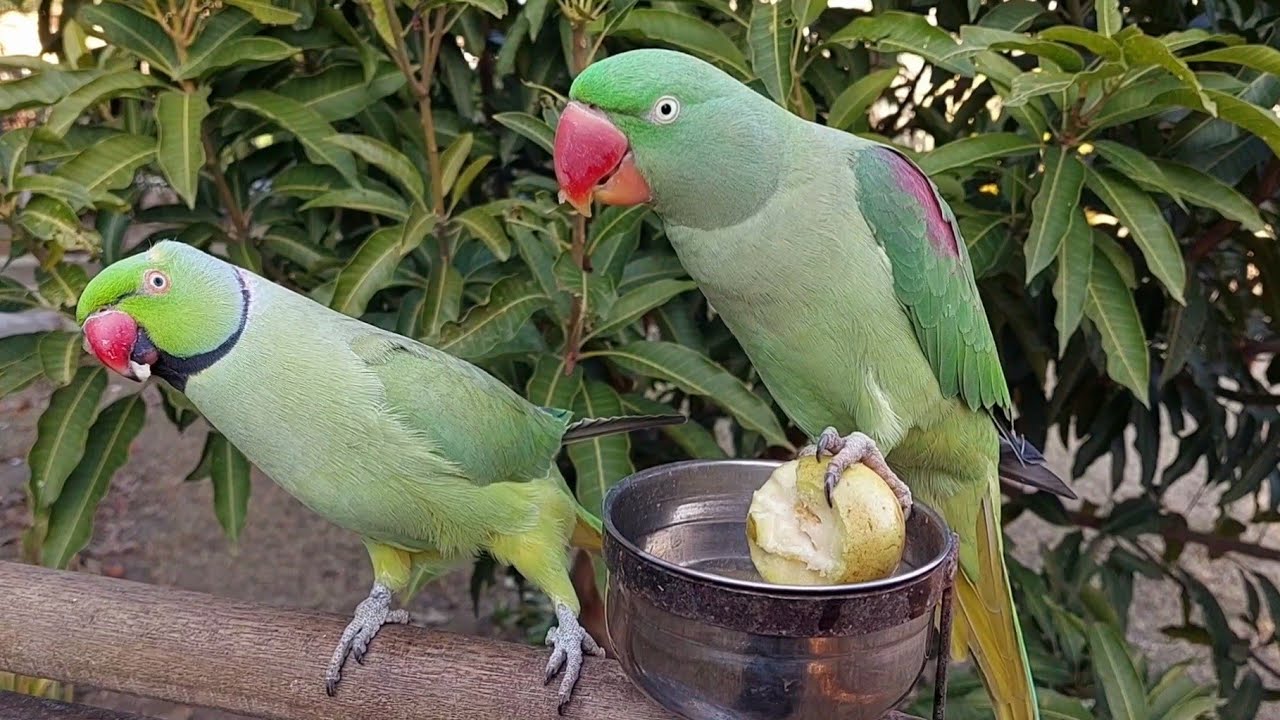 Parrots Eating Guava | Natural Parrot Video - YouTube