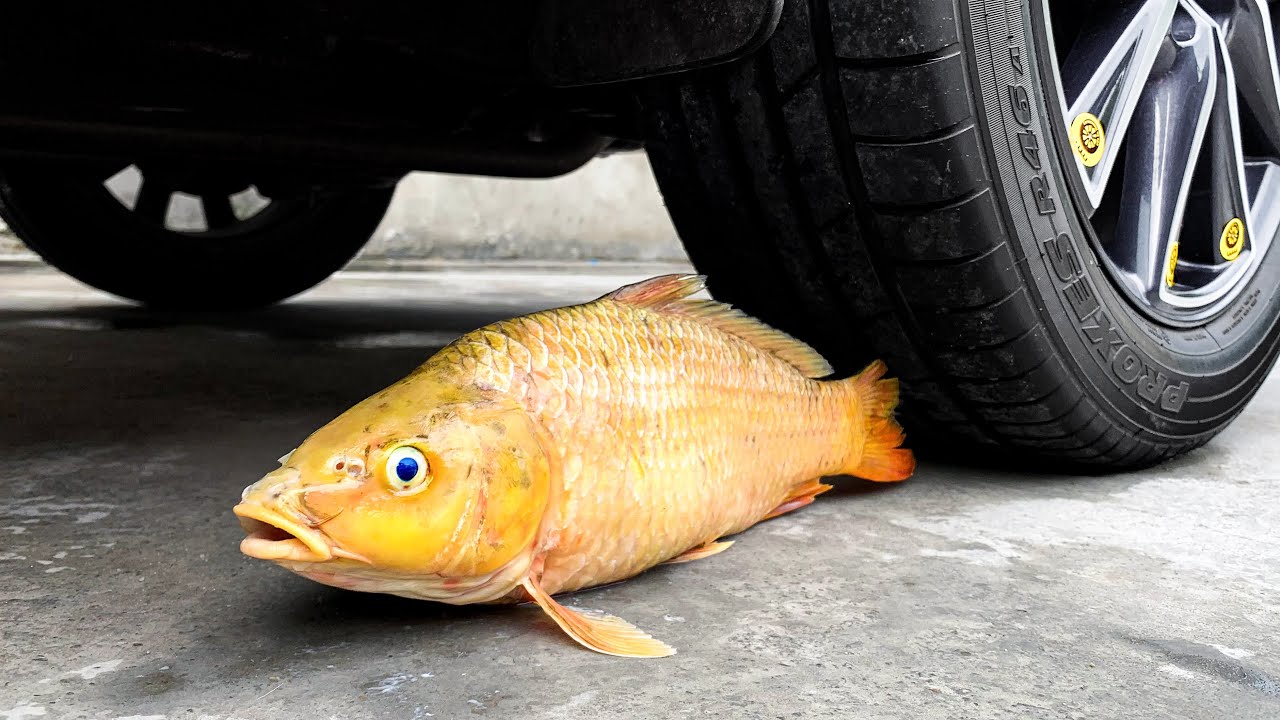Crushing Crunchy & Soft Things by Car! EXPERIENCE Carp, Car Toys, Food ...