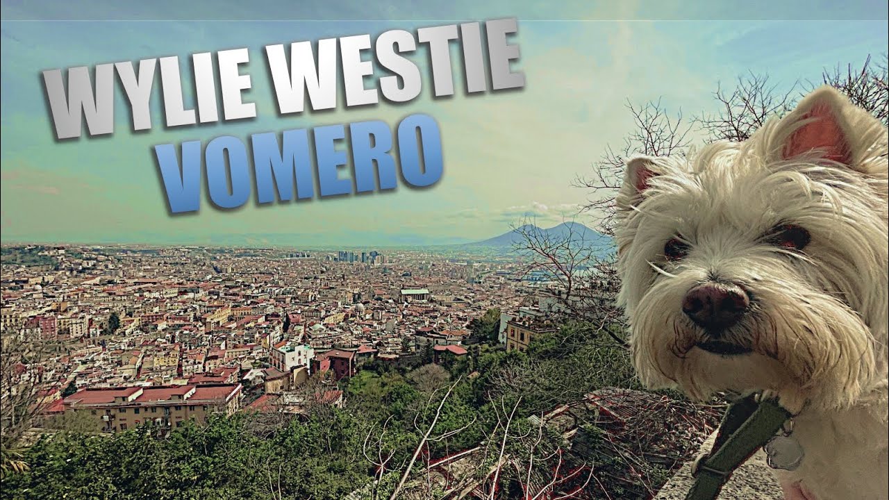THE BEST VIEWS OF NAPOLI : VOMERO : TRAVEL WITH A DOG - YouTube