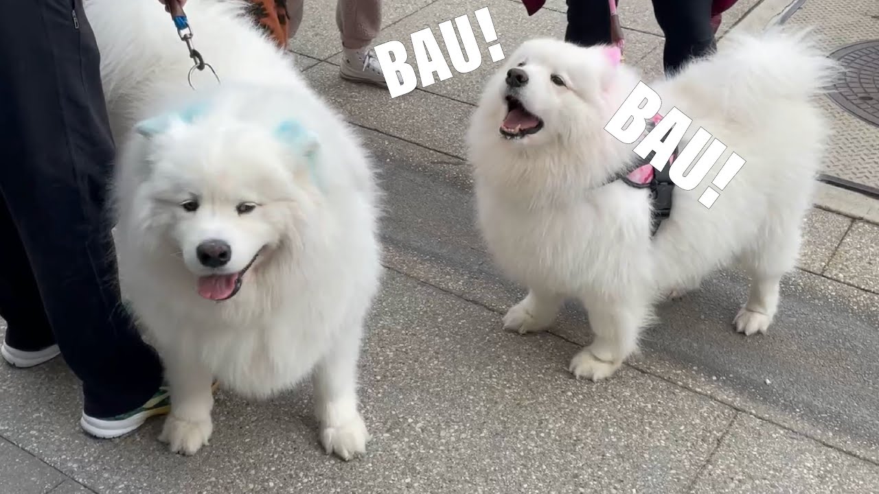 Bau Bau Real!!? (But with actual Bau) - YouTube