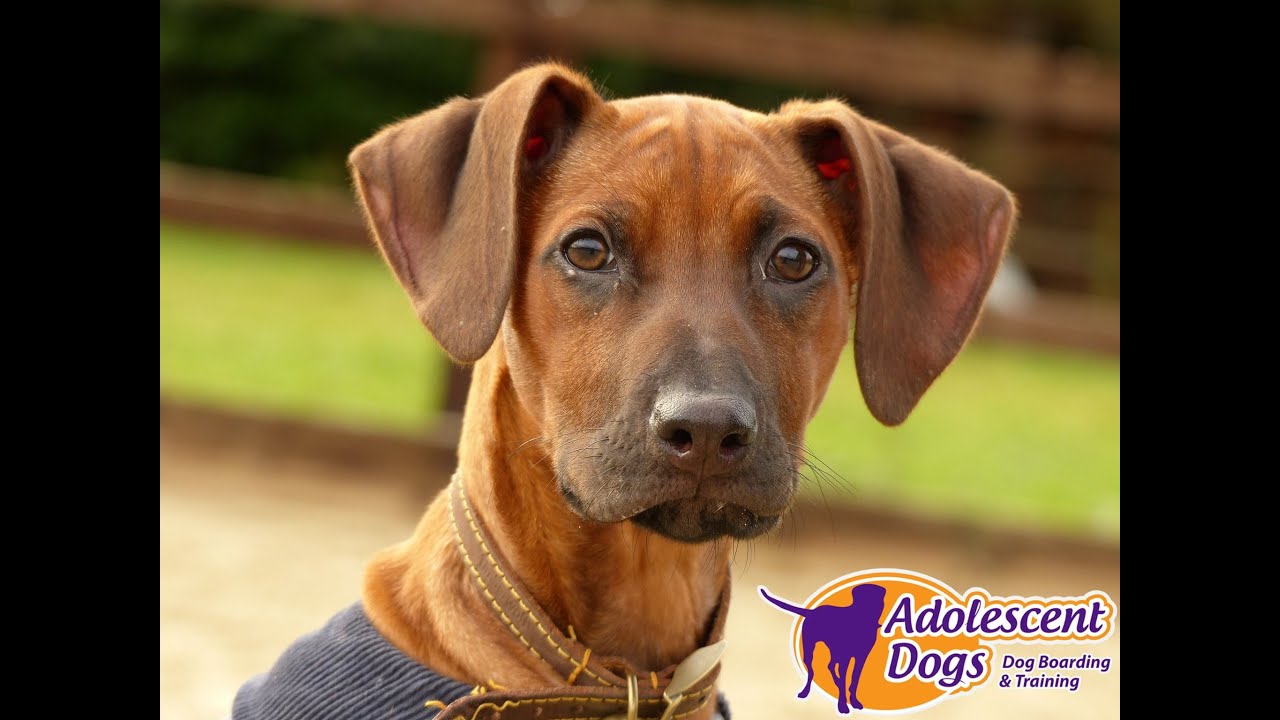Milly - Rhodesian Ridgeback Puppy - 2 Week Residential Dog Training ...