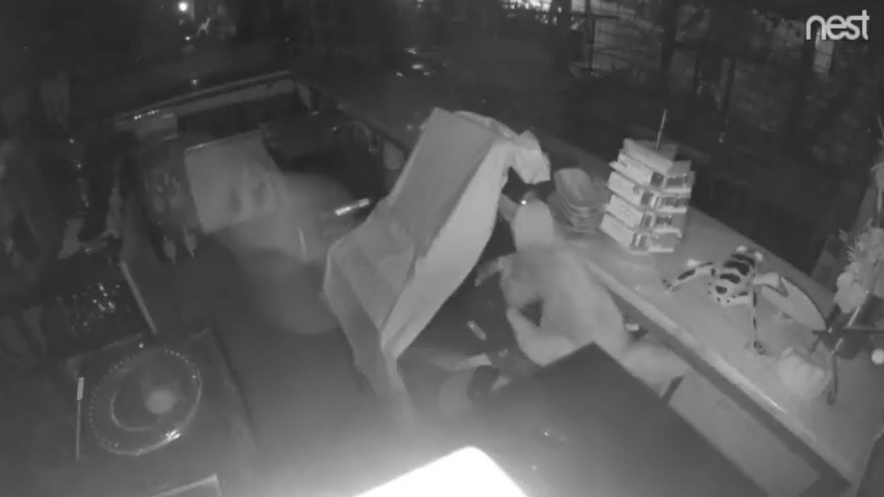 Sneaky Sloth Breaks Into Restaurant Before Falling On Floor - YouTube