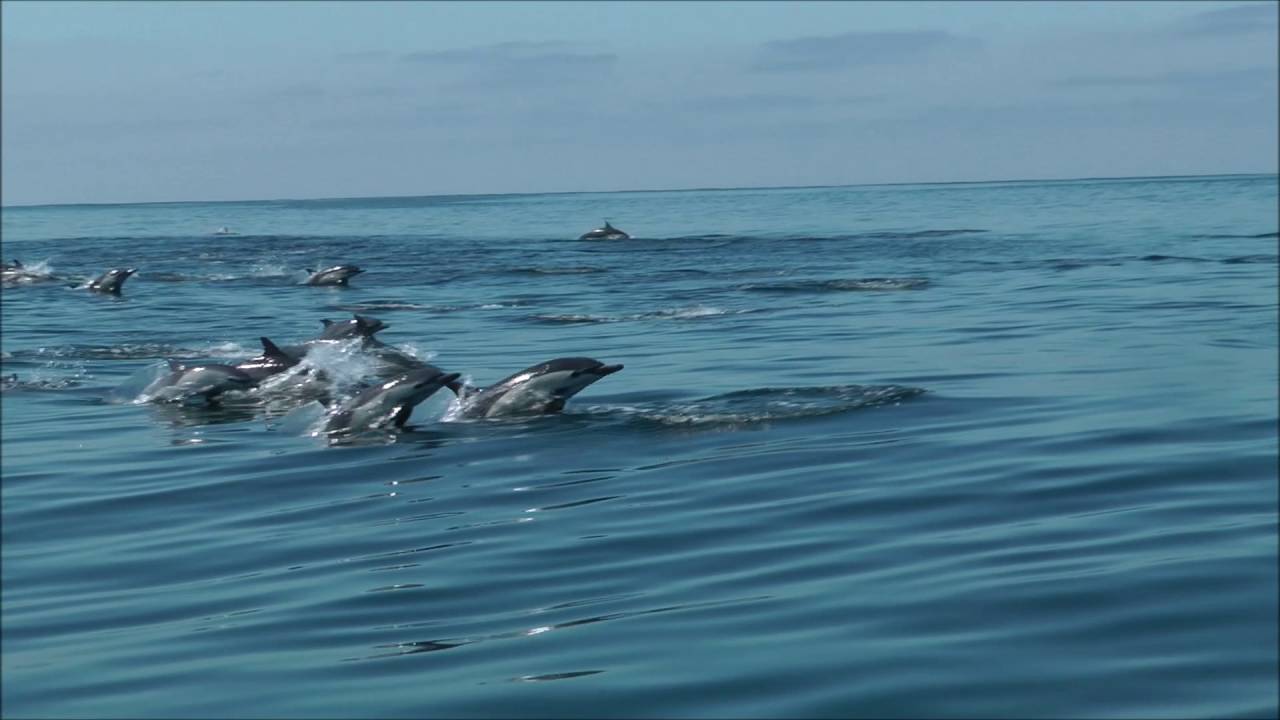 Hundreds of Dolphins Joyfully swimming beside and in front of our boat ...