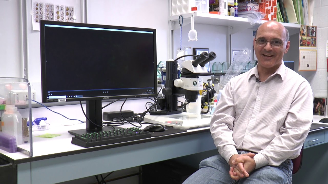 Zebrafish Facebook live with Dr. Weinstein - YouTube