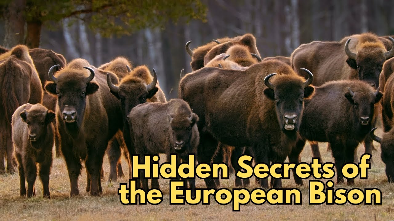 Hidden Secrets of the European Bison: Fascinating Facts About Europe's ...