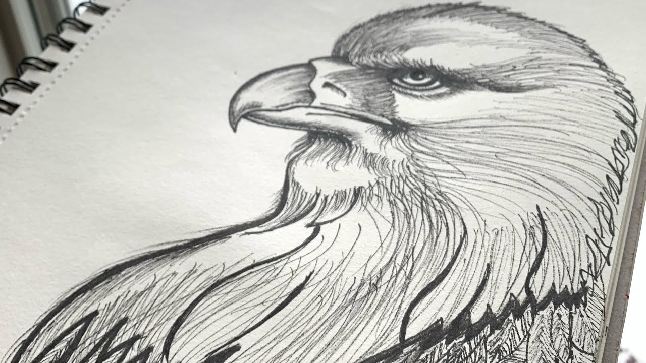 American Bald Eagle | Pen and Ink | Step by Step | Tutorial for ...