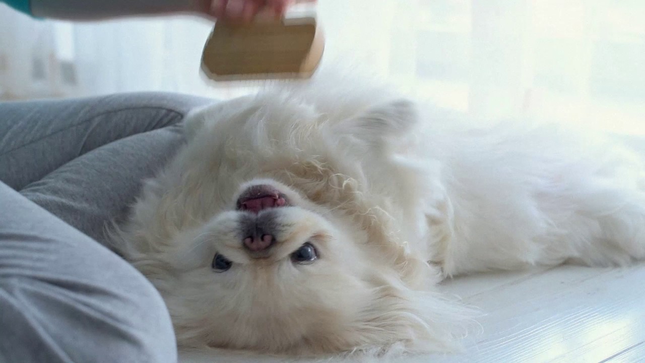 Furry walks and Wash Commercial - YouTube