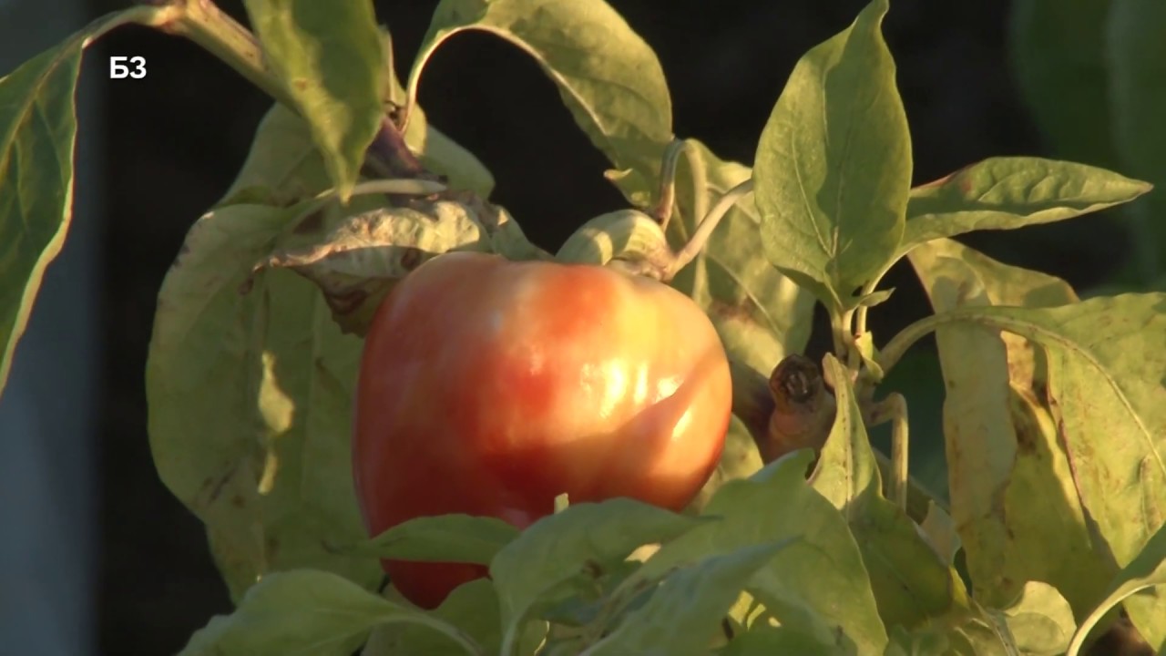POVRTAR KOJI BERE PAPRIKU U DECEMBRU BEZ GREJANJA I PRAVI SVOJU ...