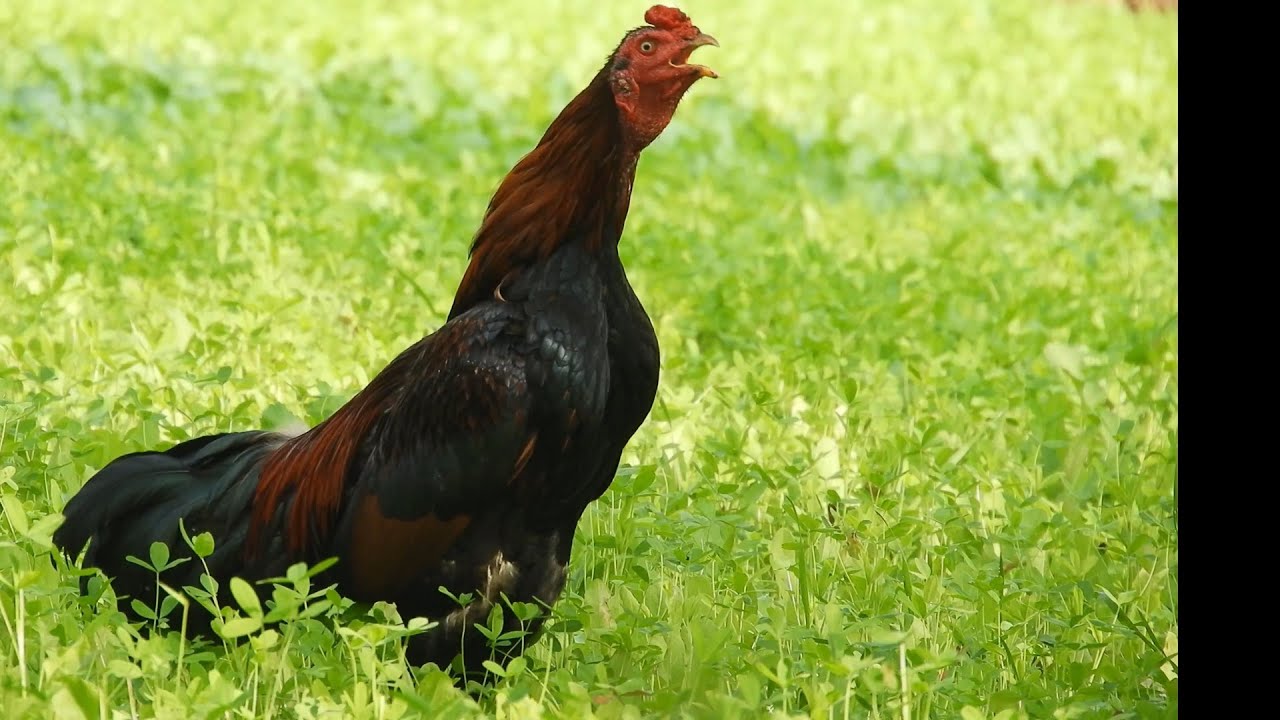 Rooster Crowing videos compilation | Rooster crowing sounds Effect 2024 ...