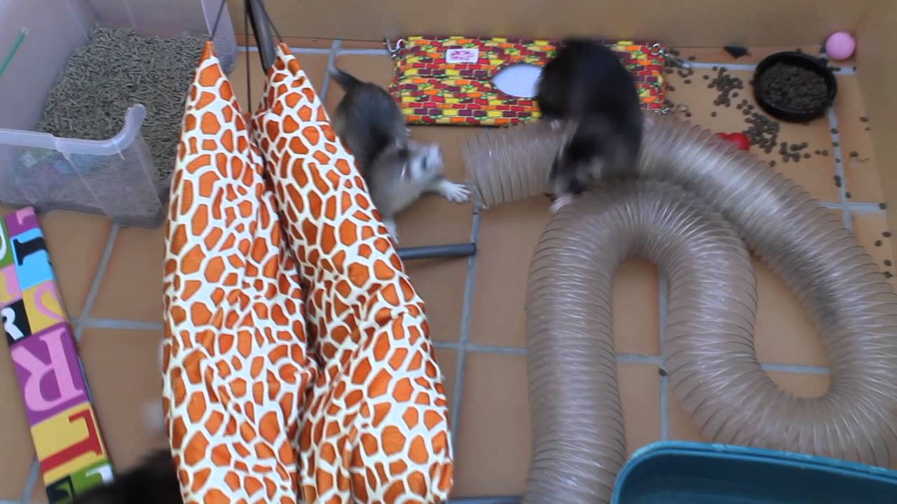 Hurones jugando en el playpen casero (parte 2) - YouTube