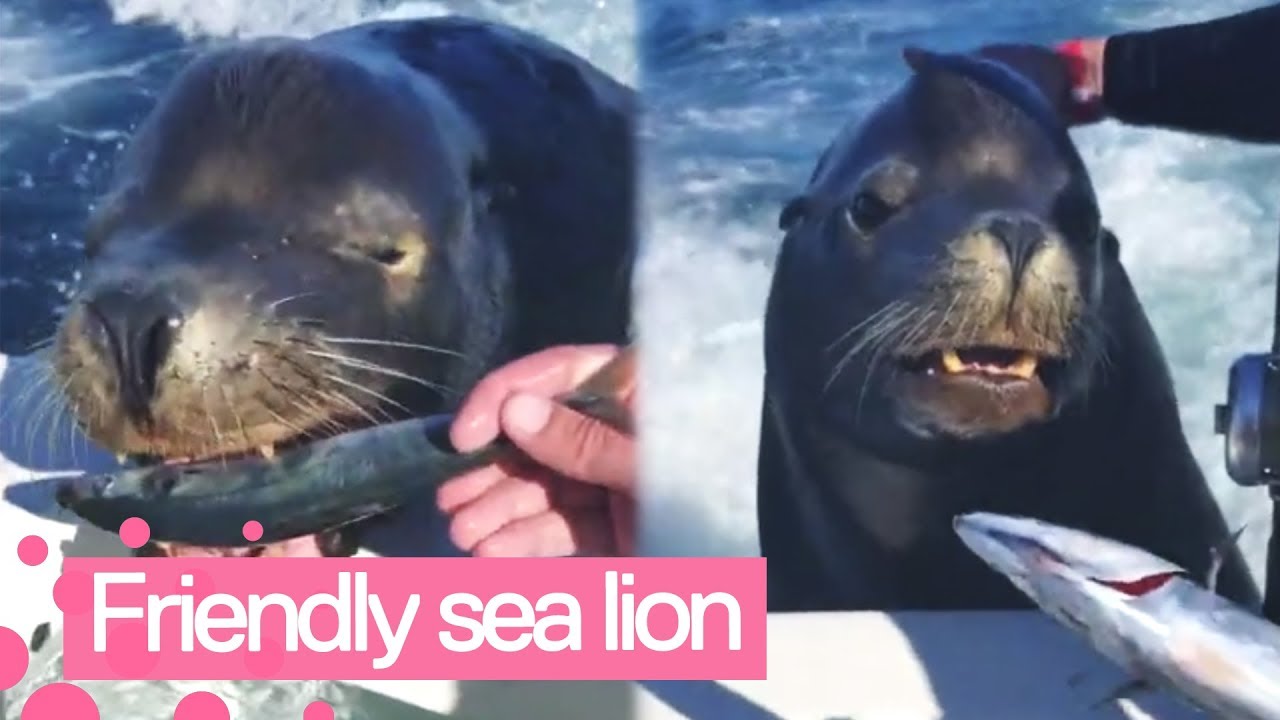 Cute Sea Lion Hitches a Lift on Boat - YouTube