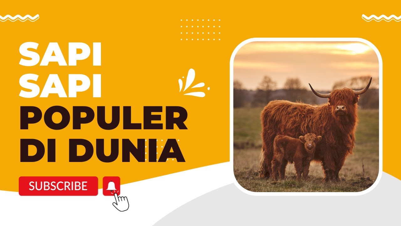 Macam Macam Sapi Populer di Dunia - Mahdi TV - YouTube