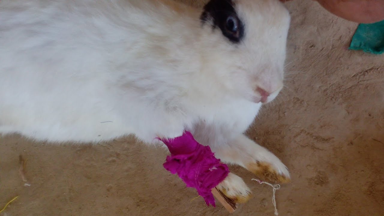 30 days pregnant & leg broken | rabbit injured - YouTube