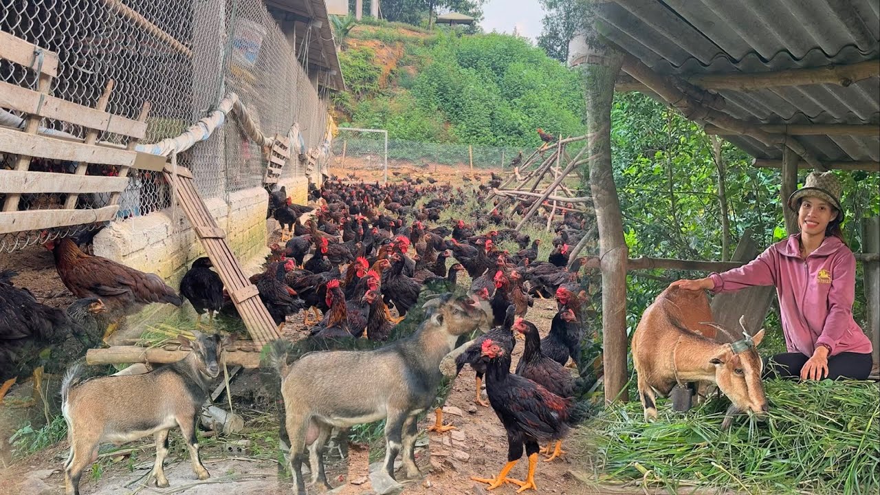 Chicken farm: use grass to raise goats, raise chickens, and make corn ...