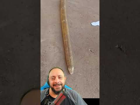 Que bicho é esse? uma cobra? Não! É uma Amphisbaenia