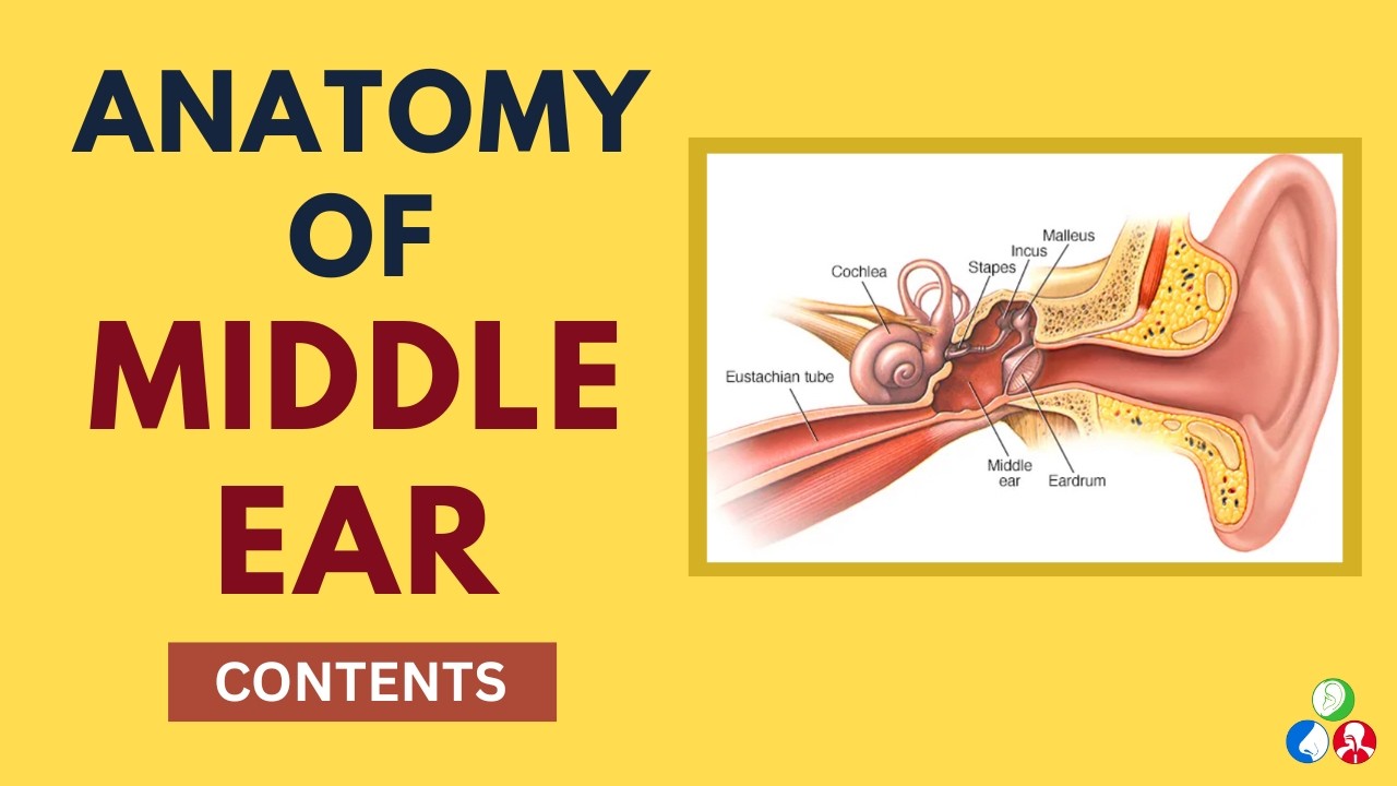 Anatomy of Middle Ear - Contents - YouTube