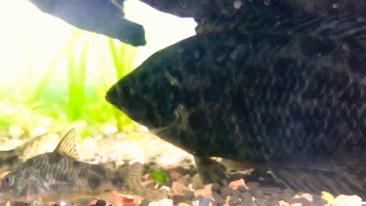 Leaf Fish African bush fish Leopard fish - YouTube