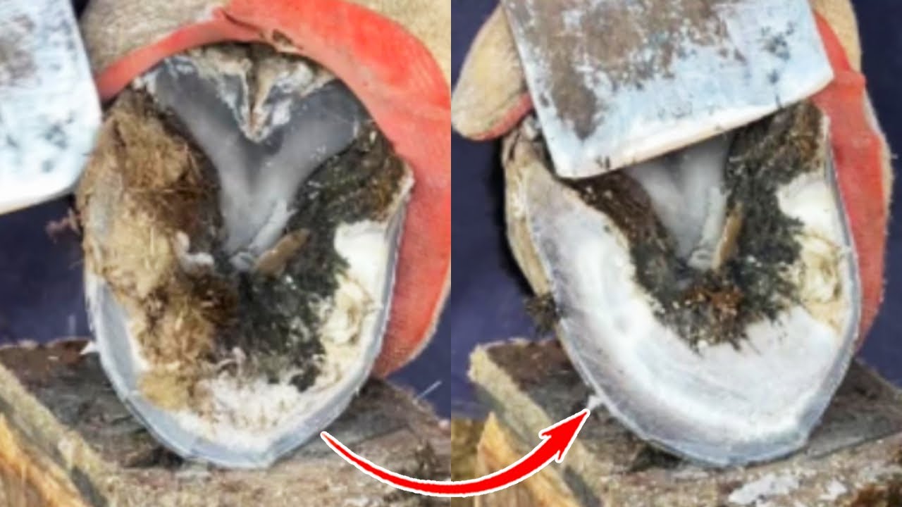Hoof trimming is risky!The master cuts off the rotten hoof. It looks ...
