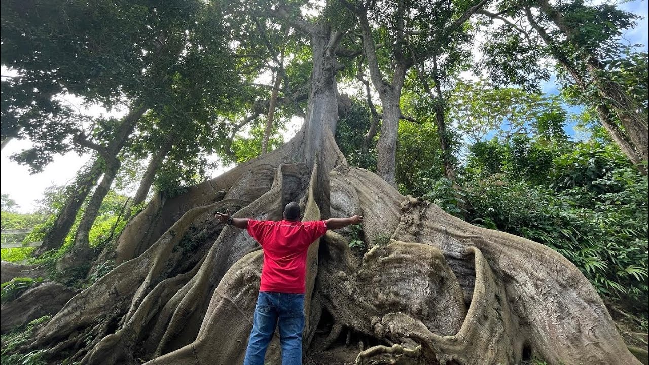 Arbol De Ceiba De Puerto Rico Ceiba Municipio De Puerto Rico Datos Y