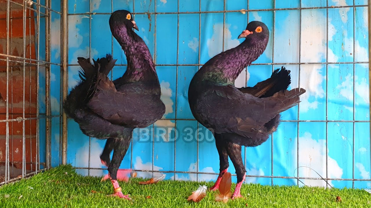 maltese pigeon | original maltese Pigeon breeds - YouTube