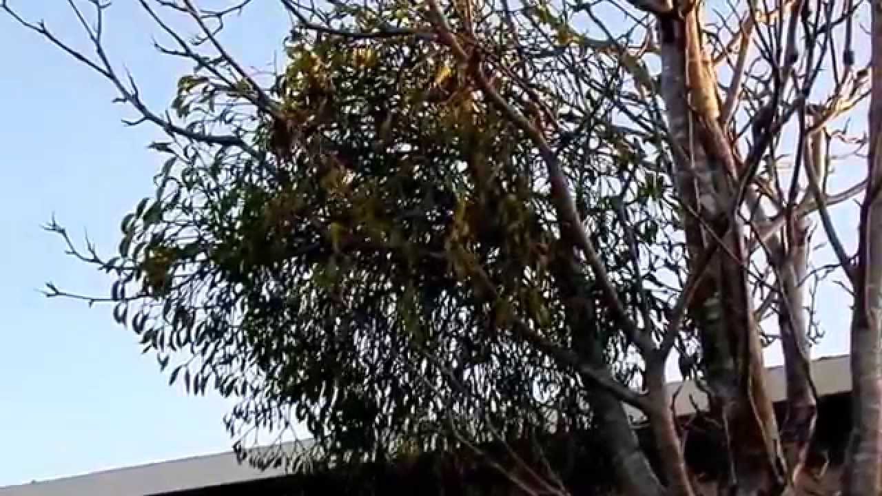 Folklore, Myth and Magic - Mistletoe, Golden Sickles and Druids - YouTube
