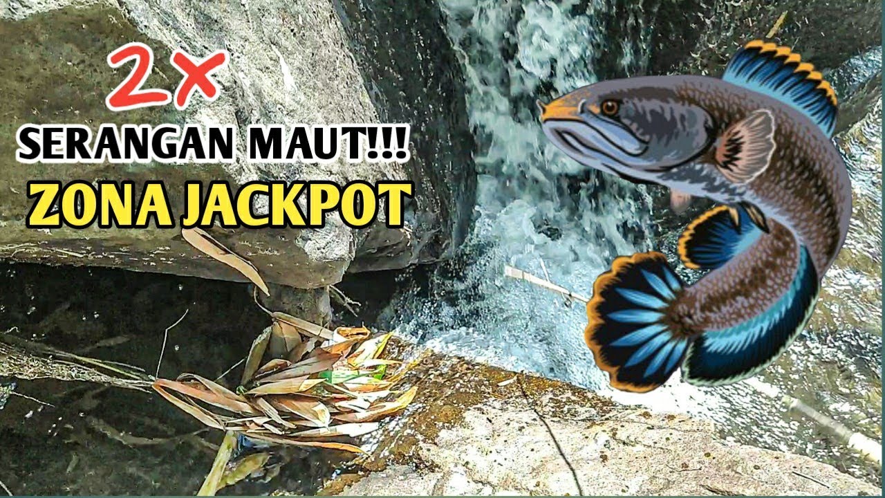 MENGERIKAN!!! BILA IKAN BESAR SUDAH BERSARANG PEMANCINGPUN PASTI ...