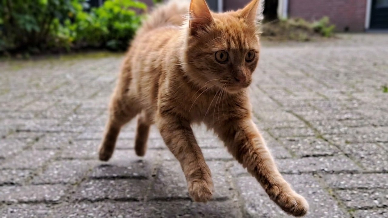 Cute Compilation From Neighbourhood Cats And Kittens 2 Youtube