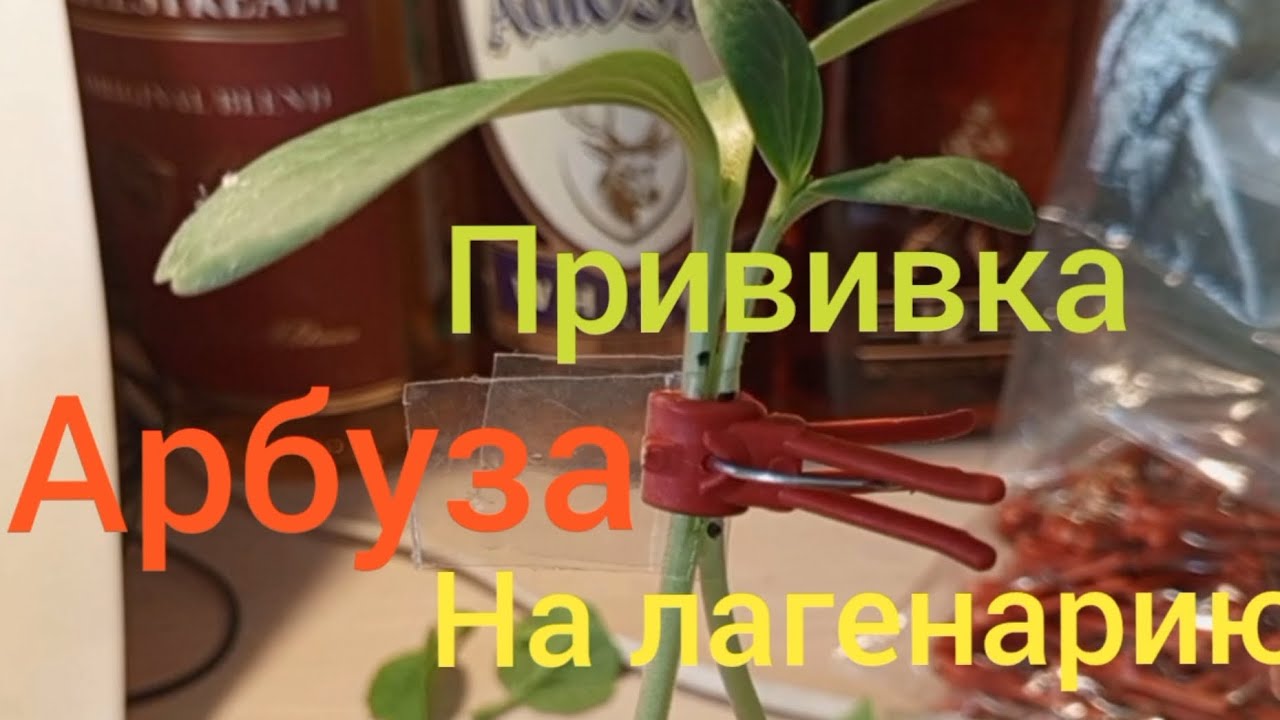 Прививка Арбуза и Дыни Youtube