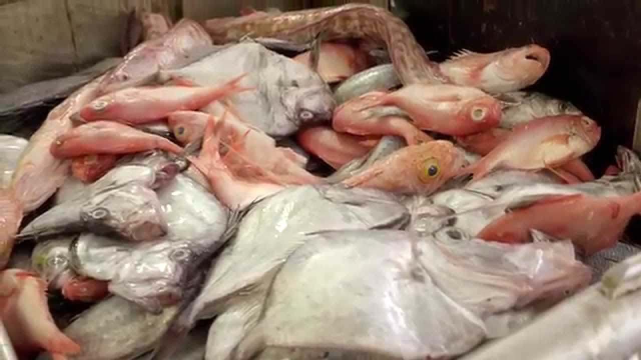 One of Australia’s largest trawl fisheries sets sail for sustainable ...