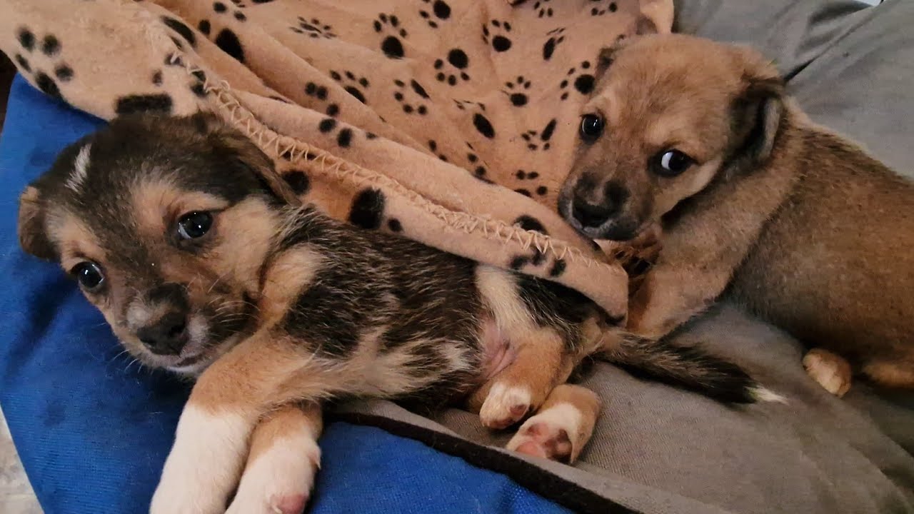 Stray mother dog has the chance to raise her puppies with safety. - YouTube