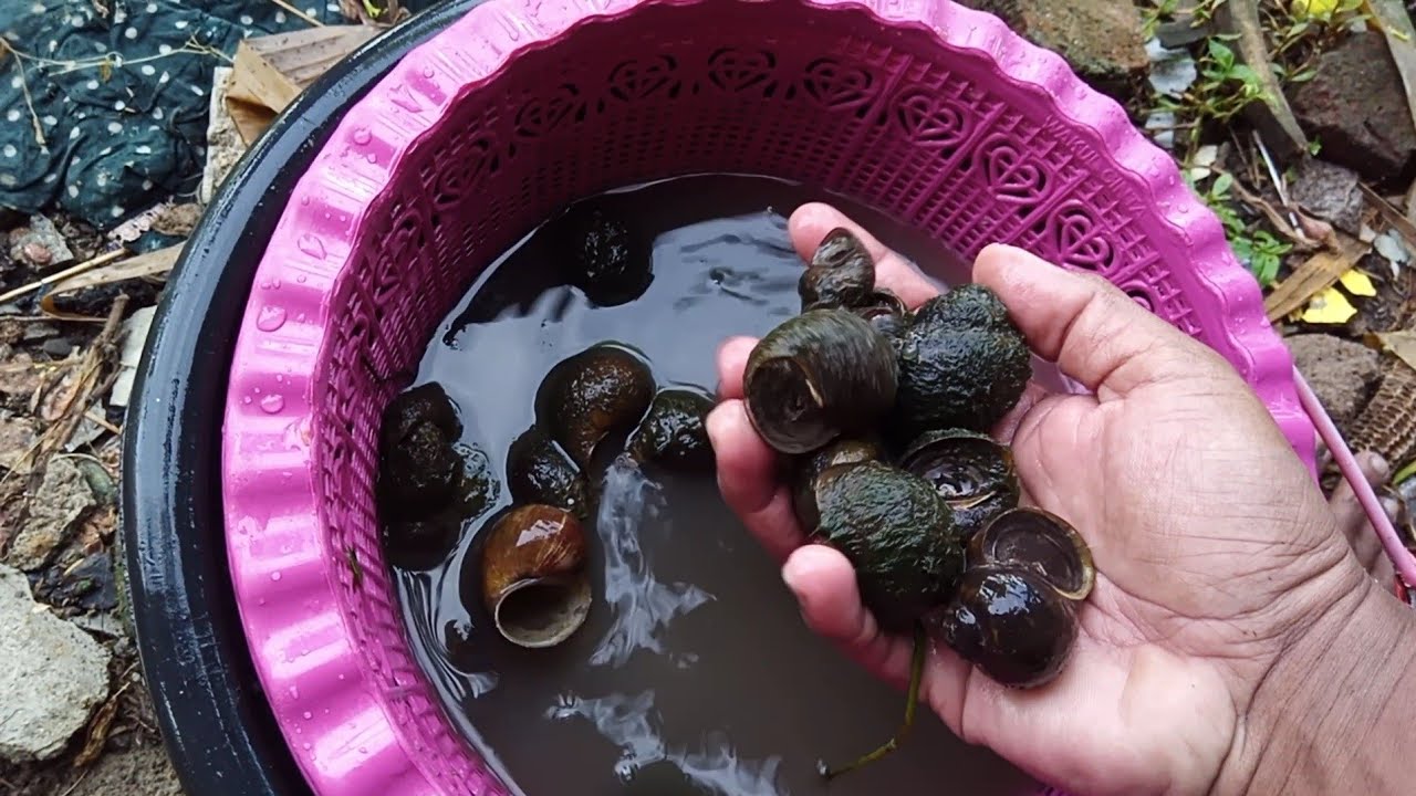 menangkap siput sawah yg berlumpur - YouTube