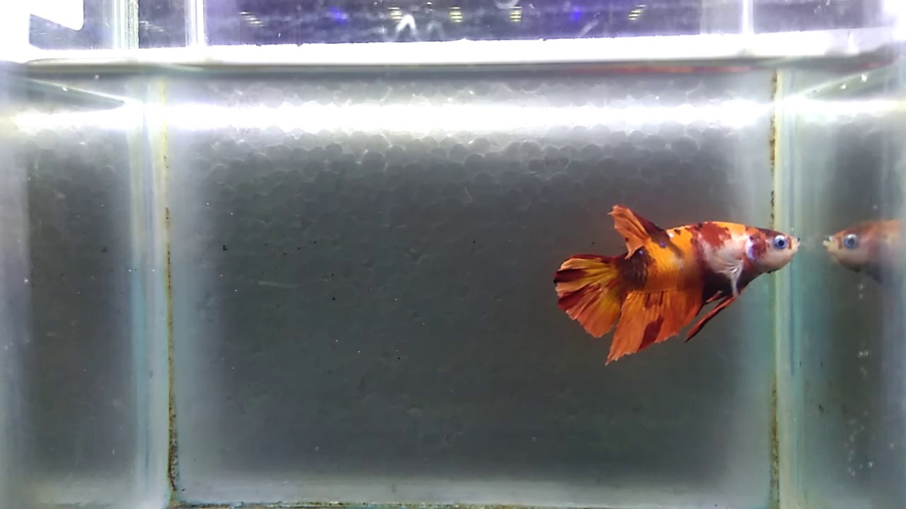 Cupang Nemo - YouTube