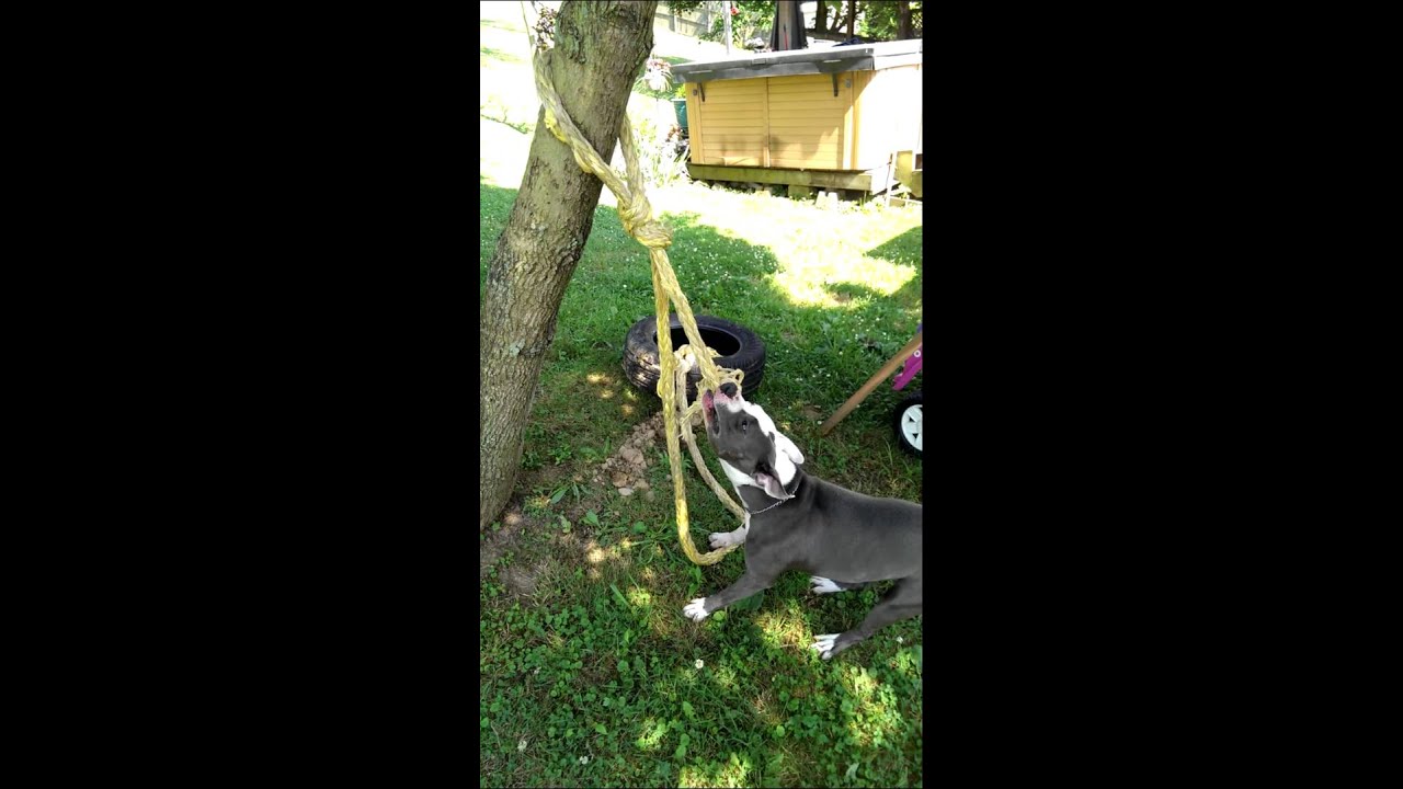 pit bull vs rope around tree - YouTube