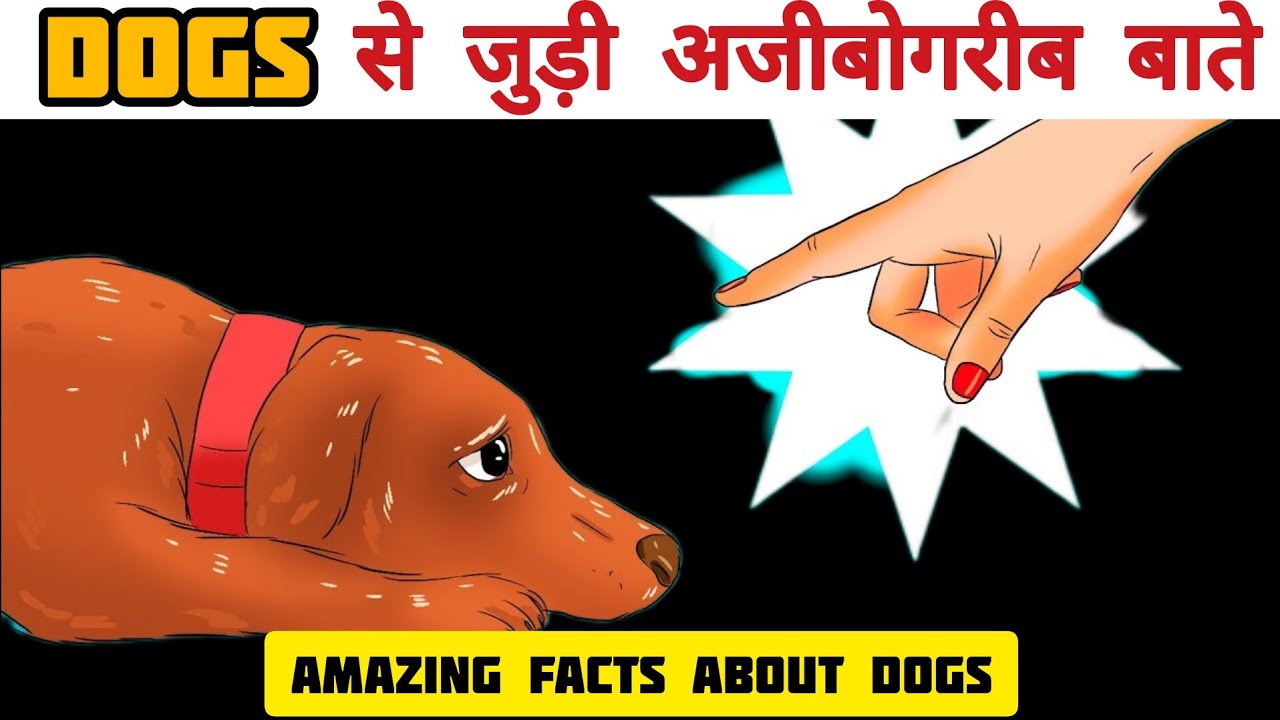 Dogs Powers Amazing Facts About Dogs In dogs-powers-amazing-facts-about-dogs-in