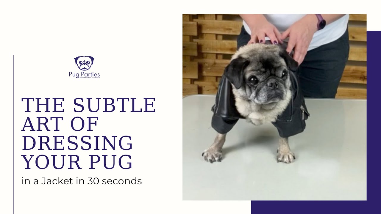 The Subtle Art of Dressing a Pug in a Jacket in 30 seconds - YouTube