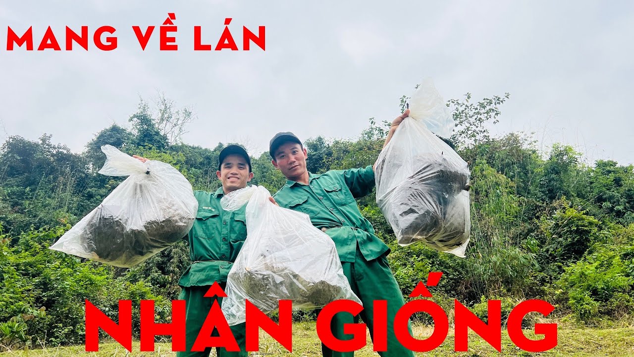 TỔ ONG ĐẦU NĂM/ MANG VỀ LÁN LÀM GIỐNG/TỰ THỢ RỪNG/TU THO RUNG - YouTube