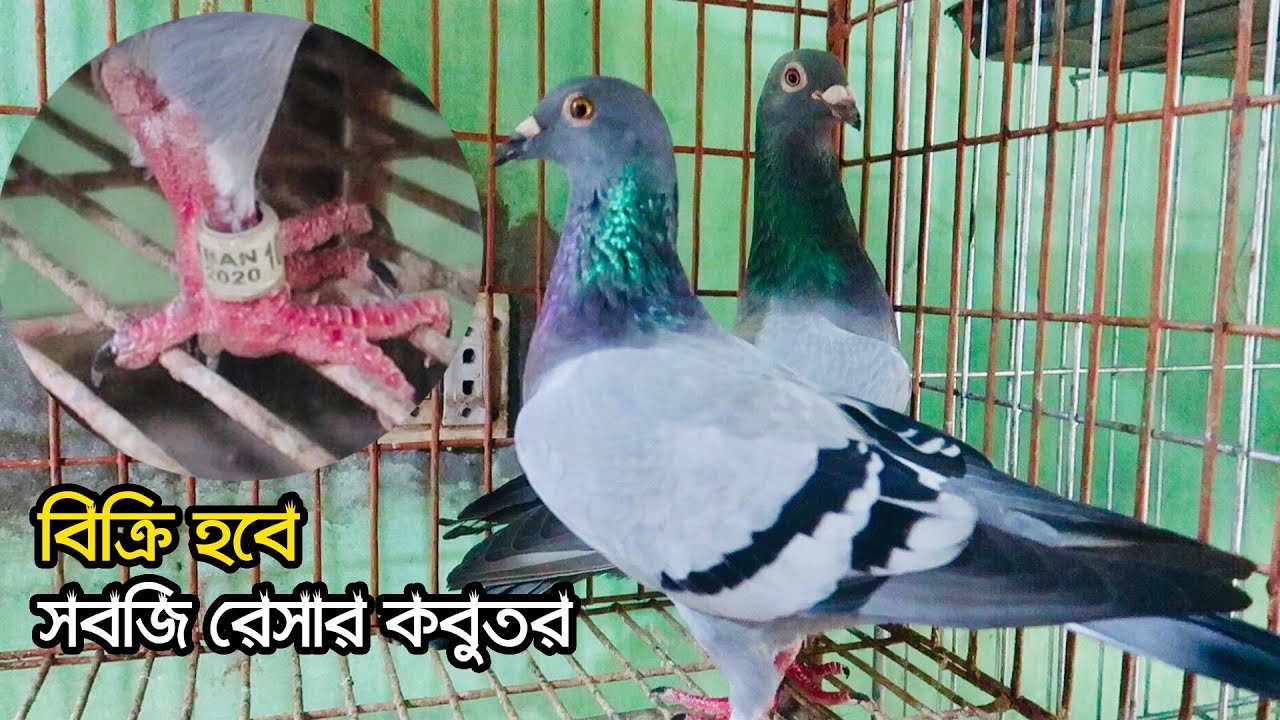বিক্রি হবে সবজি রেসার কবুতর | সবজি রেসার কবুতরের দাম | রেসার কবুতরের ...