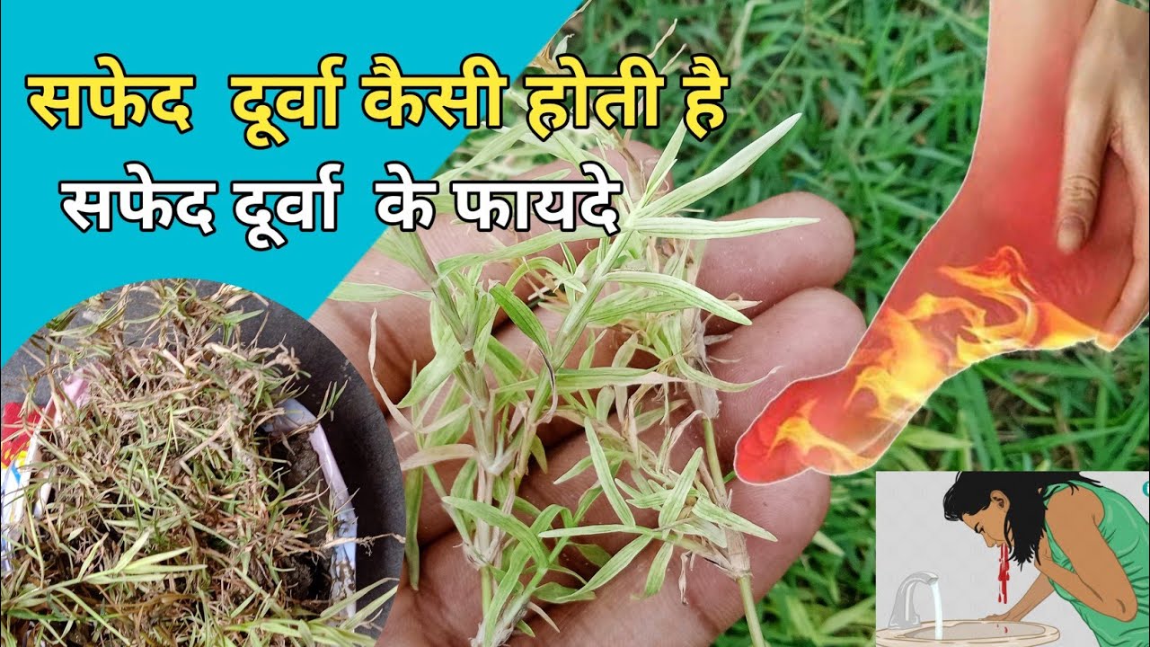 Safed durva kaisi hoti hai,सफेद दूर्बा कैसी होती है।,Durba ghasyᴏɢᴀ ...