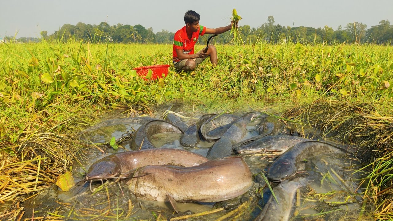 [ Underground Big Monster Fish Come Out In River Dry Place ] Wow Really ...