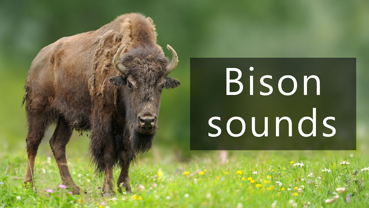 The powerful sounds of European bison - YouTube