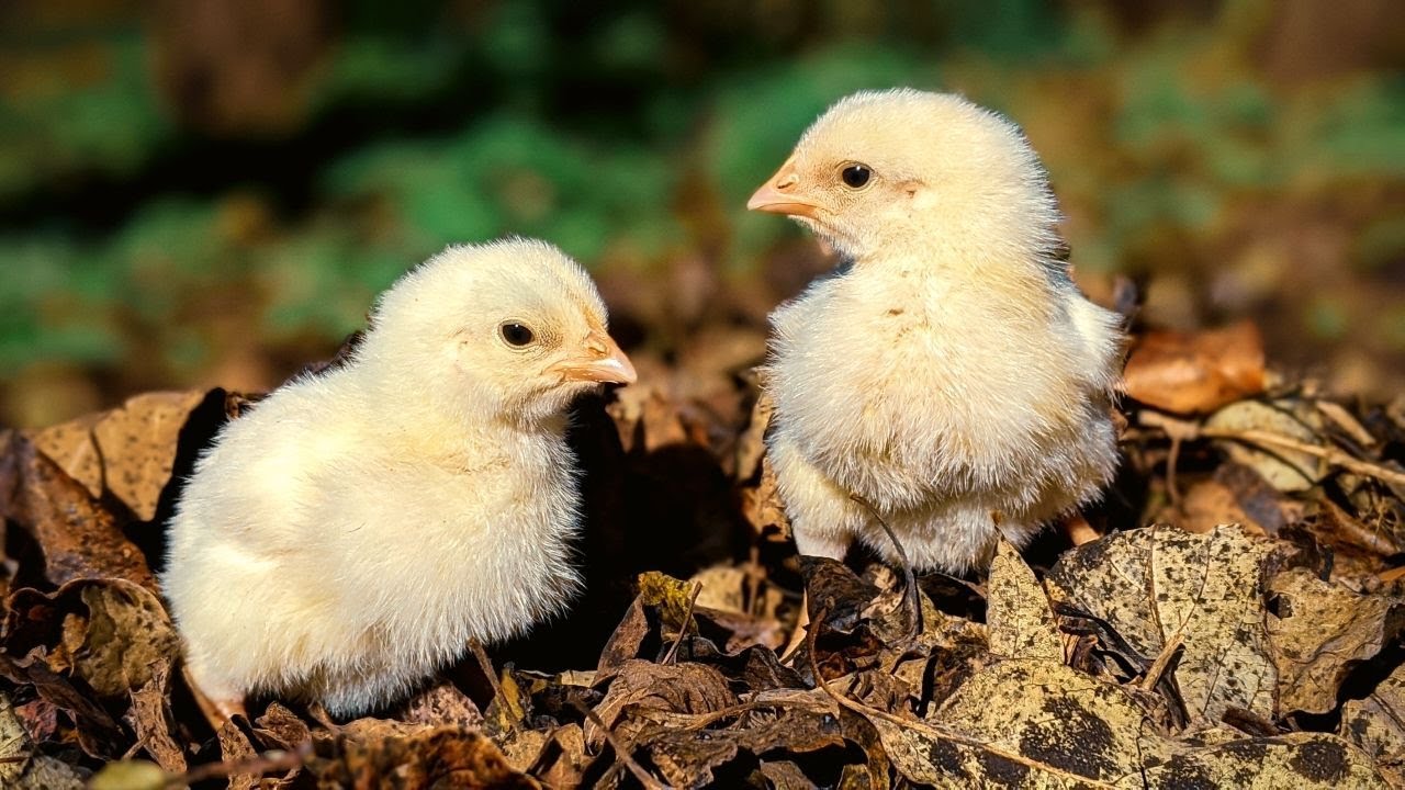 Why RAISE CHICKS in the FALL - YouTube