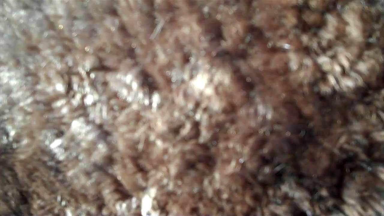 Can You Identify the Animals that go with these Furs. - YouTube