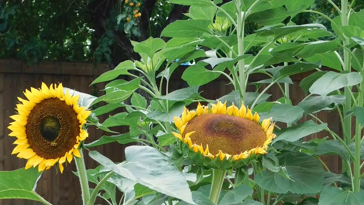 Sunflowers - Free Stock Creative Commons Video - YouTube