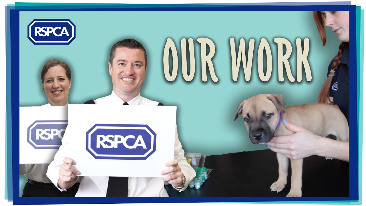File:RSPCA Wikipedia, 57% OFF | www.pinnaxis.com