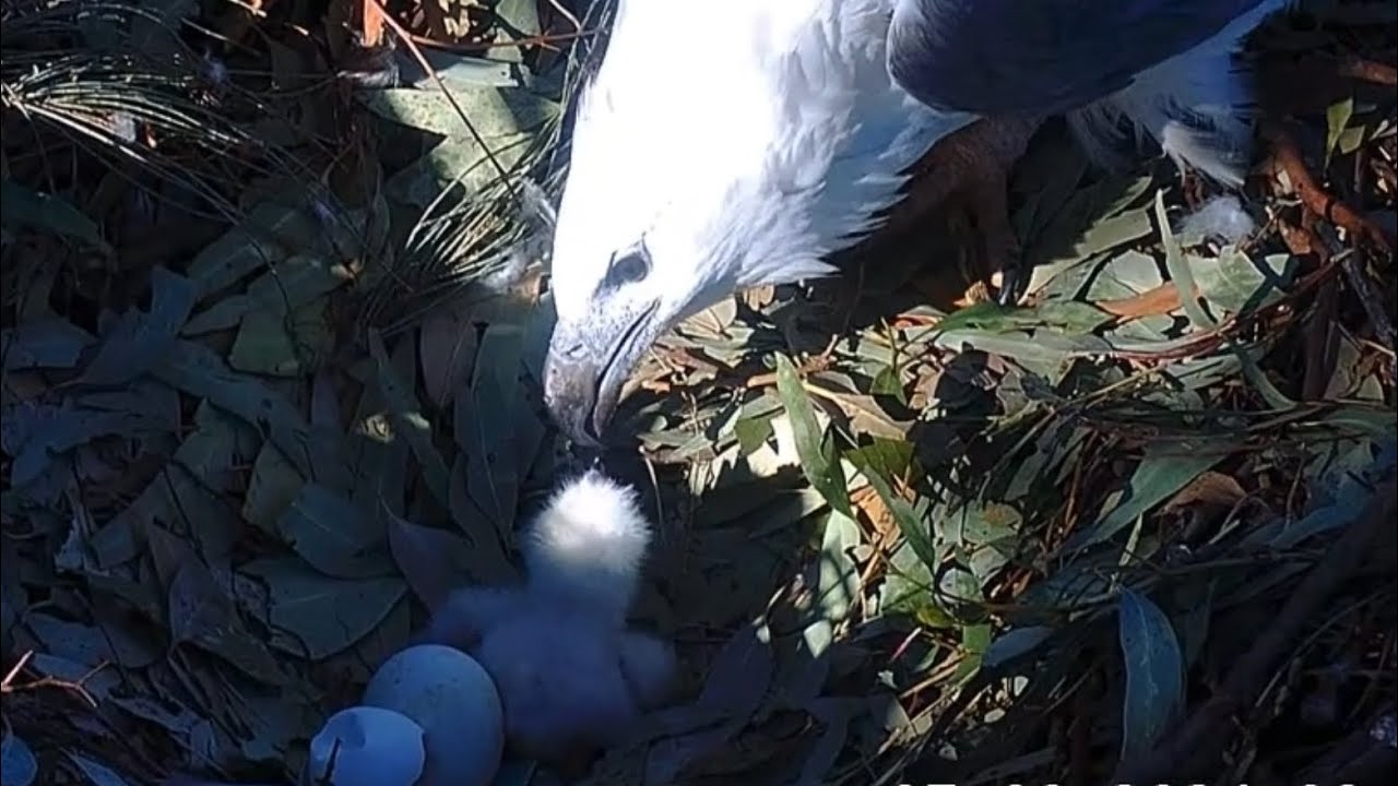 Eagle mom first time feeding her newly born baby | Sea-EagleCAM | Aug 7 ...
